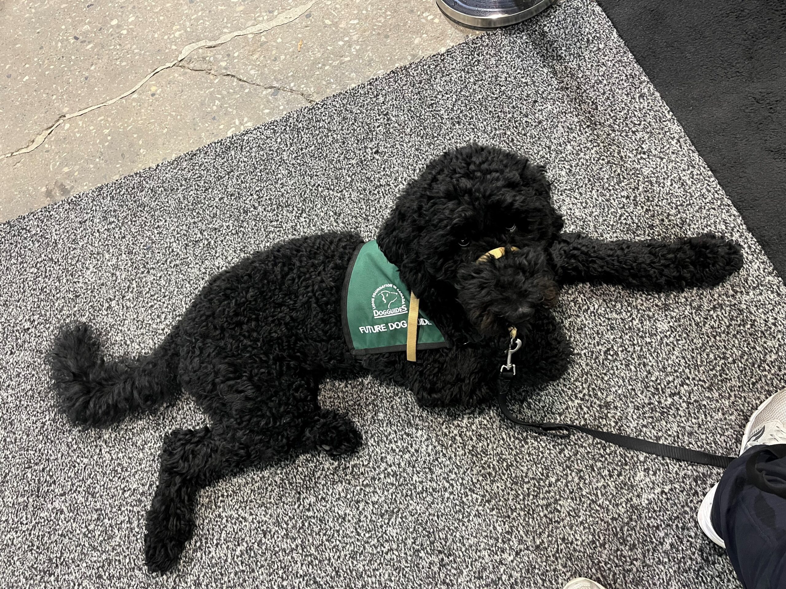 Fostering a special puppy - News - PHRI